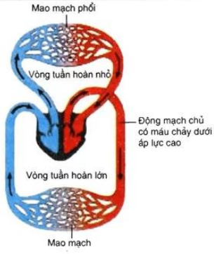 Máu trong bộ phận nào sau đây của hệ tuần hoàn ở thú giàu O2? | Zix.vn ...