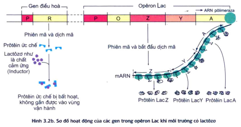 Có mấy nội dung dưới đây đúng khi trình bày về operon lac ở vi khuẩn đường ruột E. Coli I ...